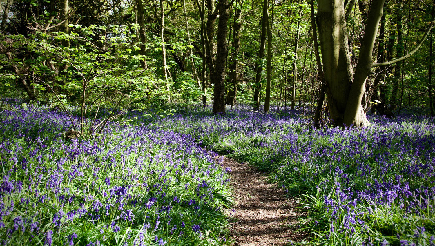 Managing Springtime Eczema Flares – Tepso UK